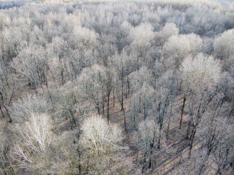 Leafless Trees in a Spring Forest, Aerial View Stock Image - Image of ...