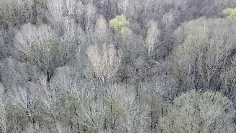 Leafless Trees in a Spring Forest, Aerial View. Stock Video - Video of ...