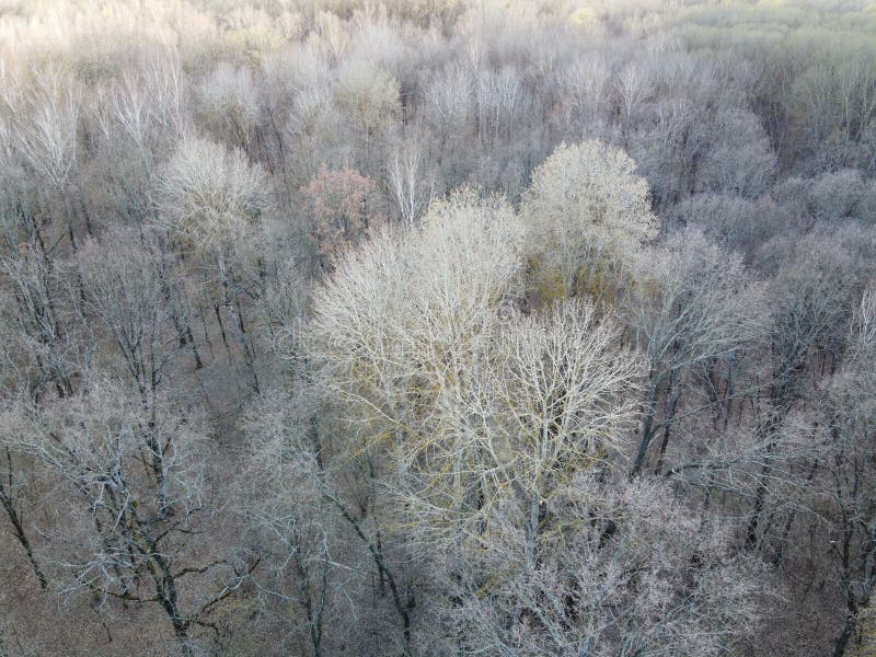 Leafless Trees in a Spring Forest, Aerial View Stock Image - Image of ...