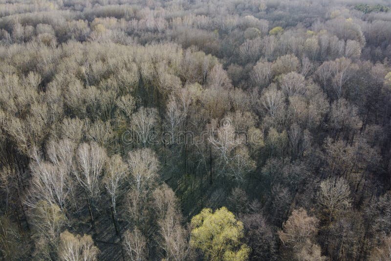 Leafless Trees in a Spring Forest, Aerial View Stock Photo - Image of ...