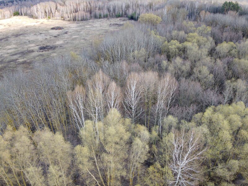 Leafless Trees in a Spring Forest, Aerial View Stock Image - Image of ...