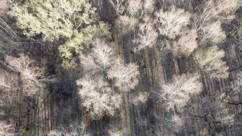Leafless Trees in a Spring Forest, Aerial View. Stock Footage - Video ...