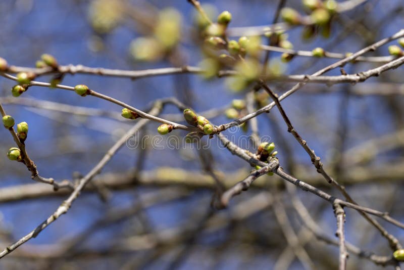 Leafless Trees in the Spring Season Stock Photo - Image of leaves ...