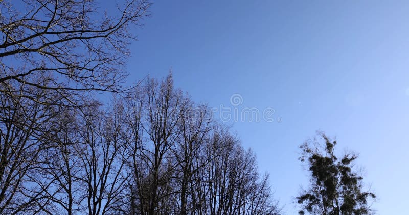 Leafless Trees in Sunny Weather in Spring Stock Video - Video of season ...