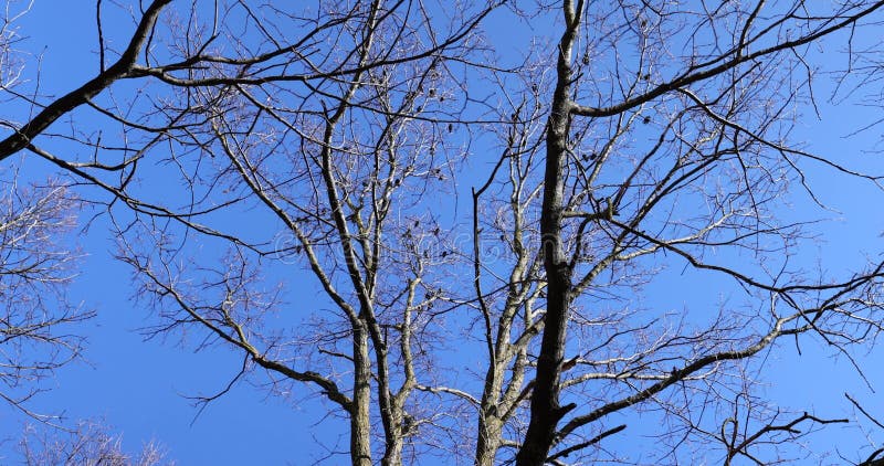 Leafless Trees in Sunny Weather in Spring Stock Video - Video of nature ...