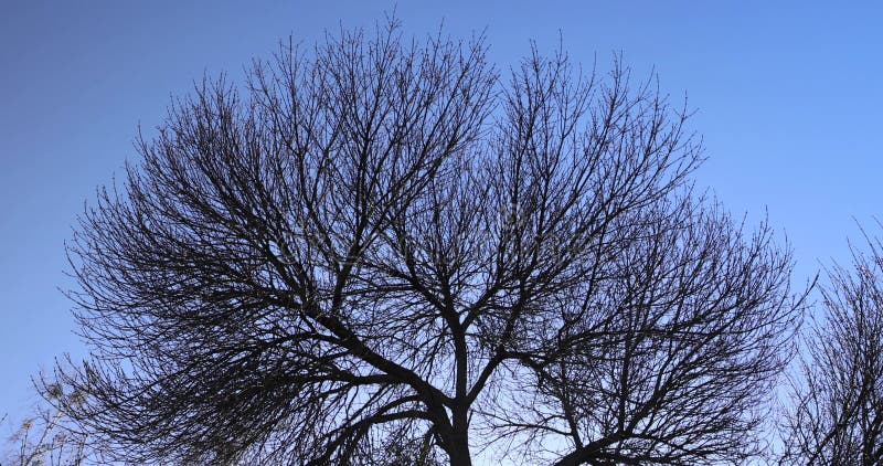 Leafless Trees in Sunny Weather in Spring Stock Footage - Video of ...