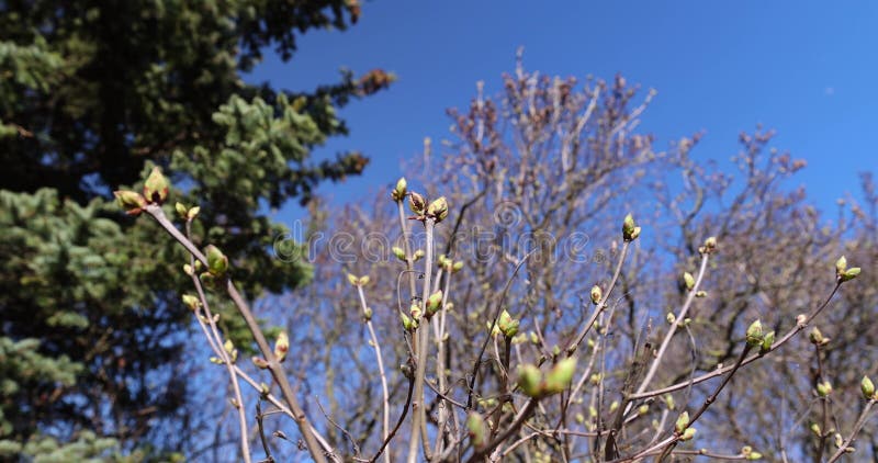 Leafless Trees in Sunny Weather in Spring Stock Footage - Video of park ...