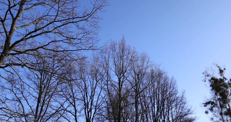 Leafless Trees in Sunny Weather in Spring Stock Footage - Video of bare ...