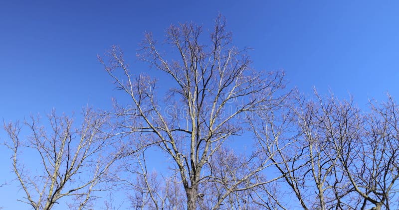 Leafless Trees in Sunny Weather in Spring Stock Footage - Video of ...