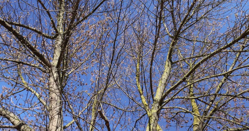 Leafless Trees in Sunny Weather in Spring Stock Video - Video of winter ...