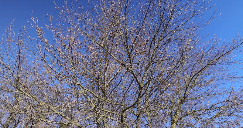 Leafless Trees in Sunny Weather in Spring Stock Video - Video of ...