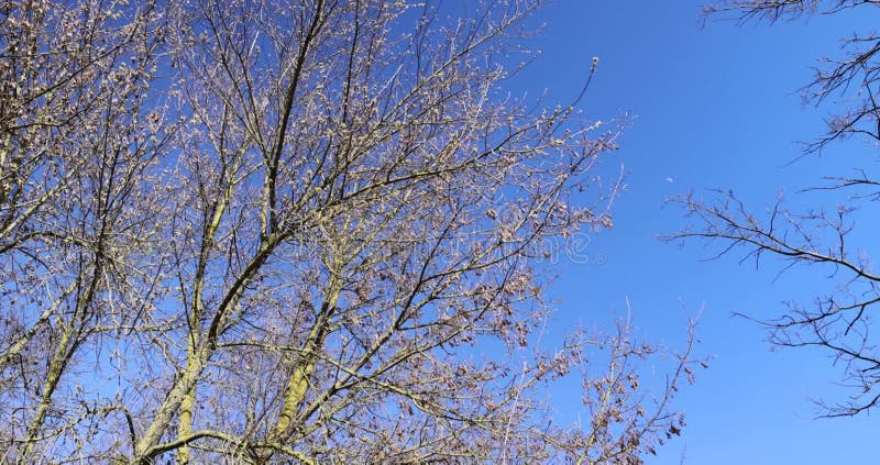 Leafless Trees in Sunny Weather in Spring Stock Footage - Video of ...