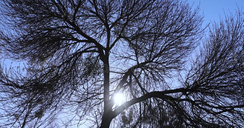 Leafless Trees in Sunny Weather in Spring Stock Video - Video of ...