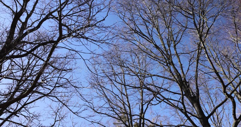 Leafless Trees in Sunny Weather in Spring Stock Video - Video of ...