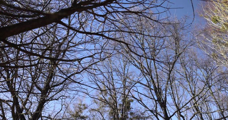 Leafless Trees in Sunny Weather in Spring Stock Video - Video of europe ...