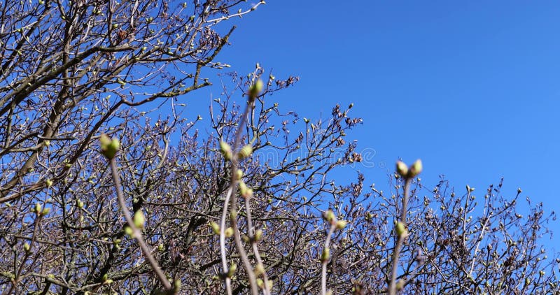 Leafless Trees in Sunny Weather in Spring Stock Video - Video of april ...