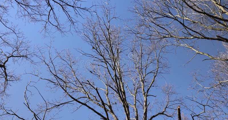 Leafless Trees in Sunny Weather in Spring Stock Video - Video of winter ...