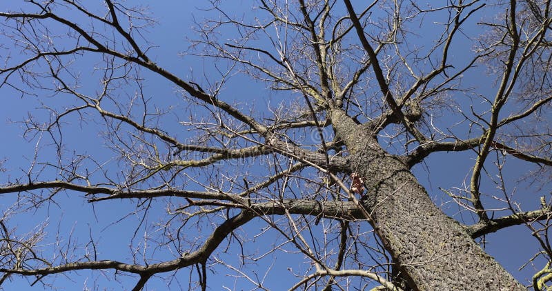 Leafless Trees in Sunny Weather in Spring Stock Footage - Video of ...
