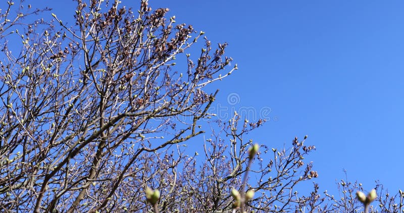 Leafless Trees in Sunny Weather in Spring Stock Video - Video of bare ...