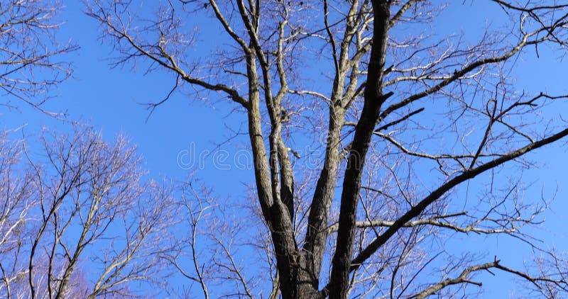 Leafless Trees in Sunny Weather in Spring Stock Video - Video of ...