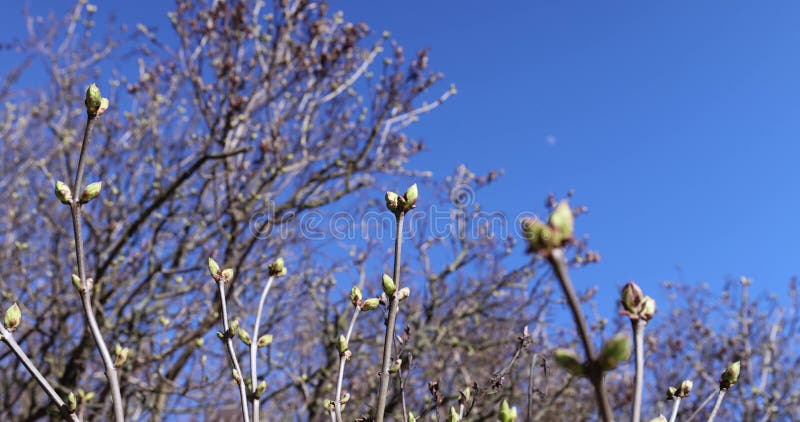 Leafless Trees in Sunny Weather in Spring Stock Footage - Video of ...