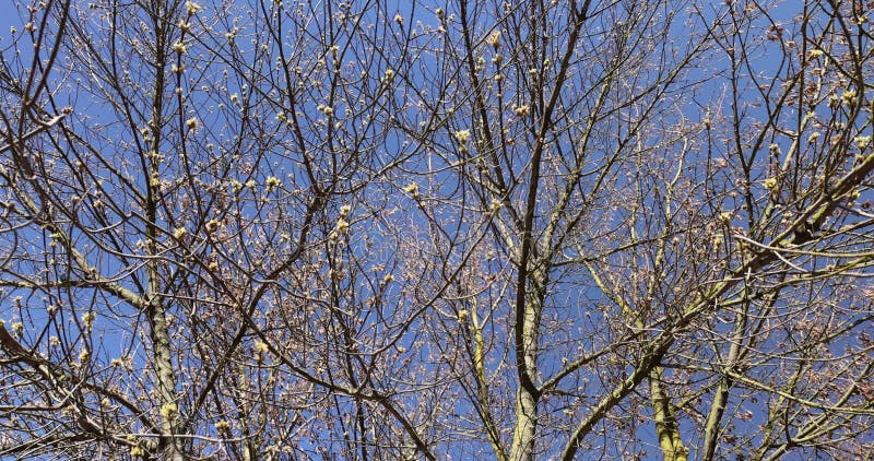 Leafless Trees in Sunny Weather in Spring Stock Video - Video of wood ...