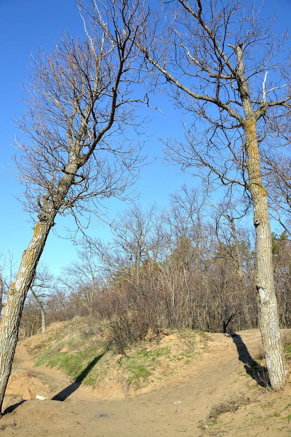 Leafless Trees and Their Shadow on a Sandy High Cliff Stock Photo ...