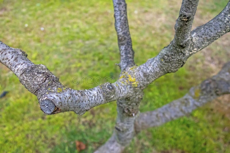 Leafless Trees in Winter Season Stock Photo - Image of christmas ...