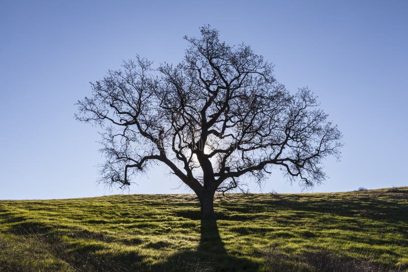 Leafless White Oak with Spring Grass. Stock Image - Image of california ...