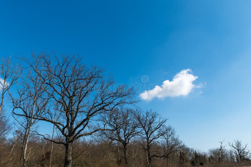 Leafless Wide Trees by a Blue Sky Stock Image - Image of branch, forest ...