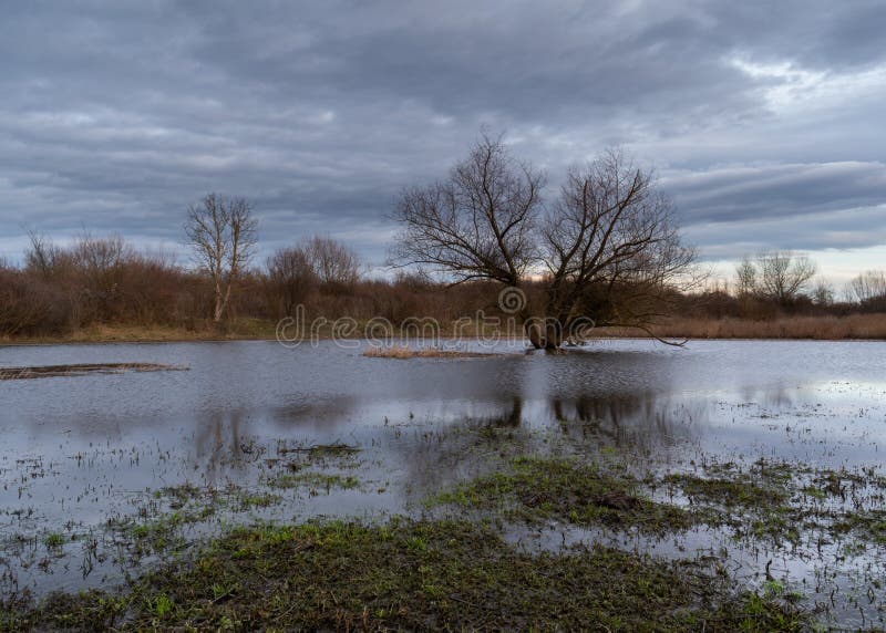 Leafless Willow Tree in Swamp during Overcast Autumn Day Stock Photo ...