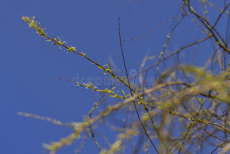 Leafless Willow Trees in the Spring Season Stock Photo - Image of high ...