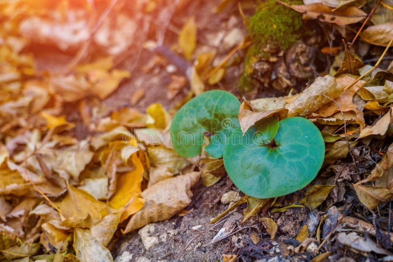 Leaflet of a Plant in the Wild in the Forest. Background with Copy ...
