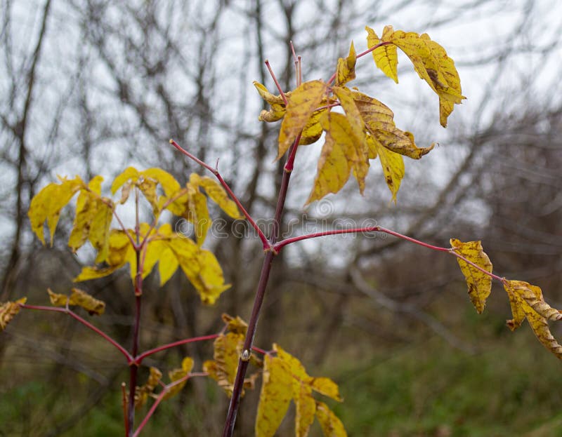 Leaflets stock photo. Image of ground, branch, bright - 103483976