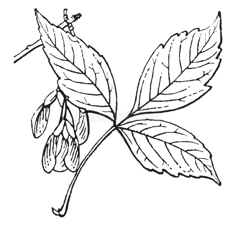 Compound Leaf Stock Illustrations – 1,103 Compound Leaf Stock ...