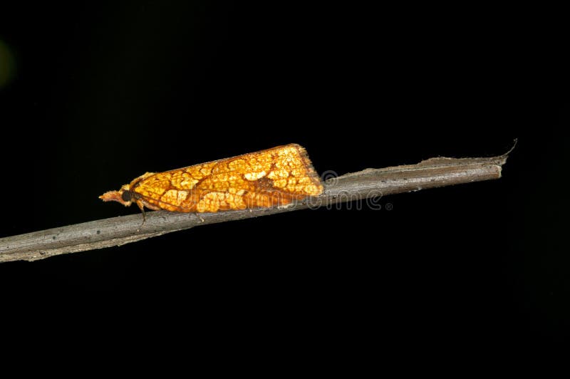 Leafroller Moth stock image. Image of natural, moths - 28725407