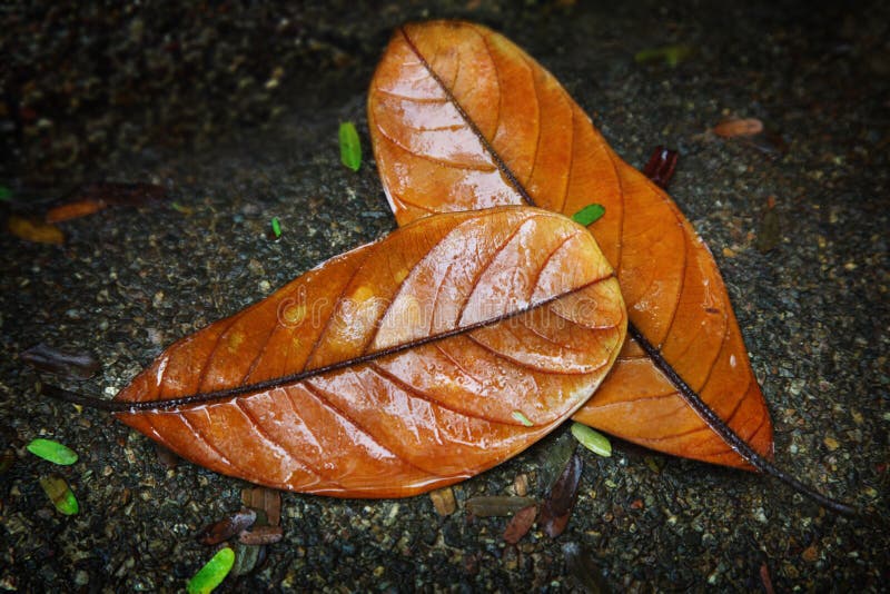 Leafs stock photo. Image of pavement, close, ride, asphalt - 11135856