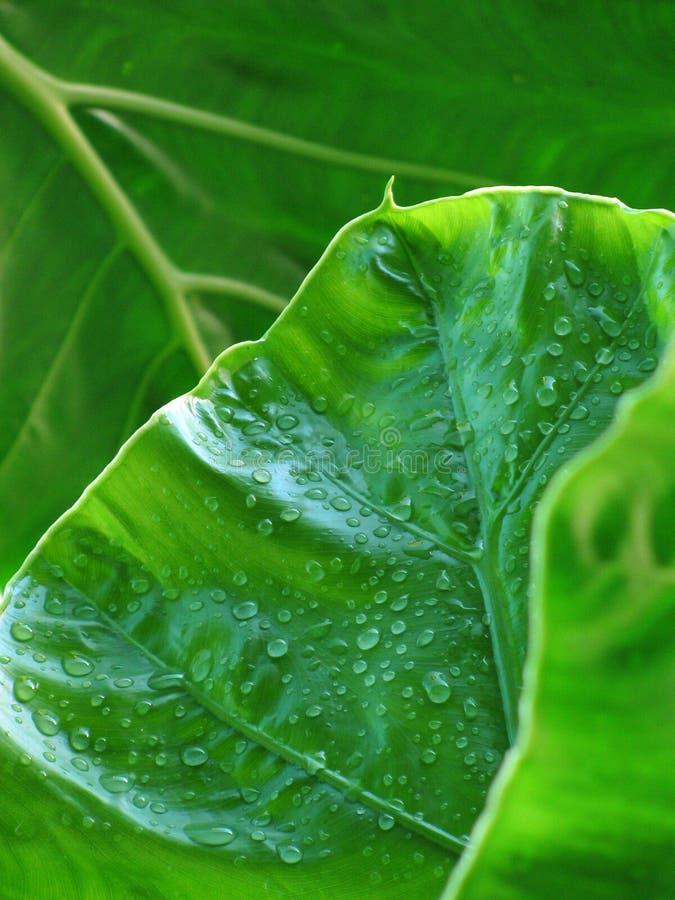 Leafs stock photo. Image of lifestyle, beautiful, tree - 11553260