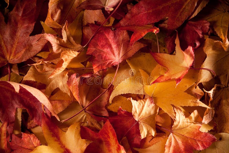 Leafs in autumn stock photo. Image of seasonal, tree - 16453950