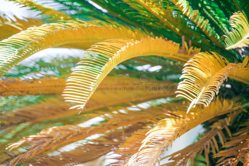 Leafs of Baby Tree of Date Palm Stock Image - Image of baby, golden ...