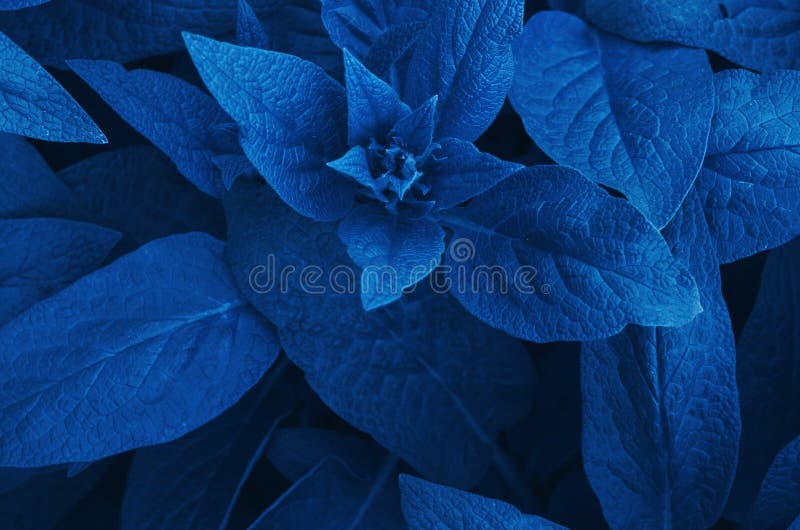Leafs Background. Color of the Year 2020 Classic Blue Stock Image ...