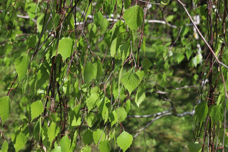 Leafs of Betula Pendula Tree, Silver Birch. Stock Image - Image of ...