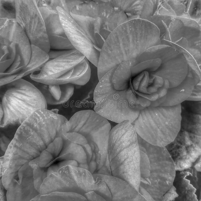 Leafs stock image. Image of leafs, store, closeup, view - 128519103