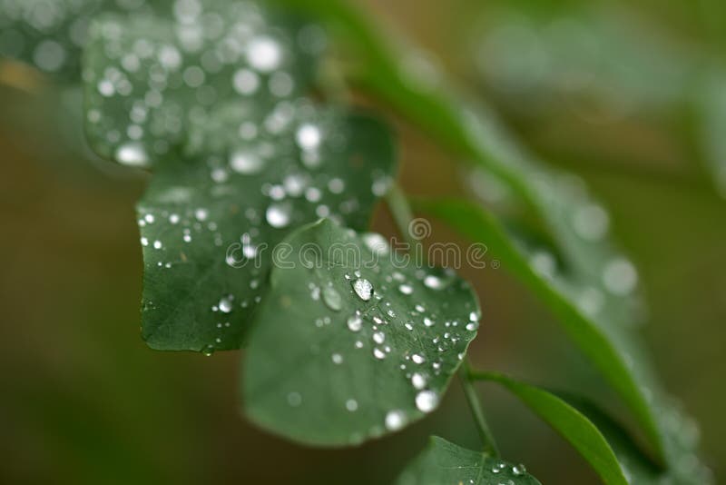 Details on an ash tree stock image. Image of moisture - 257887189