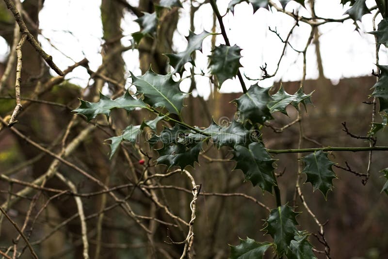 Leafs of Holly Bush Up Close Stock Photo - Image of leafs, park: 170587524