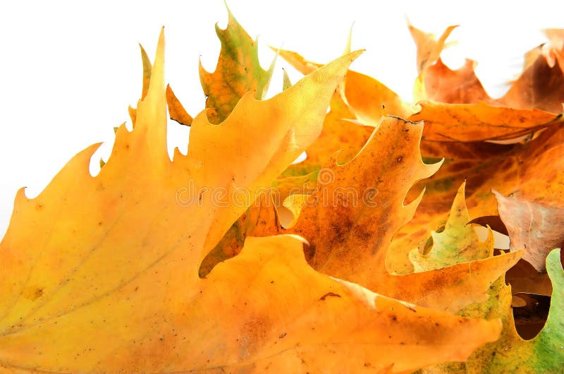 Leafs like fire stock photo. Image of color, fall, isolated - 1285960