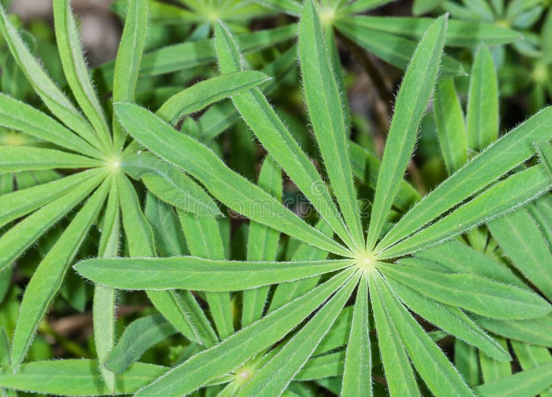 Leafs of a lupine stock image. Image of plant, leaf, leguminosae - 32257435