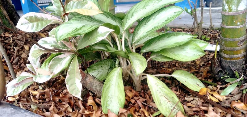 Leafs mini lanscape green stock image. Image of leafs - 237229751