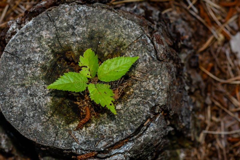 Leafs of New Tree Growing Inside Stump of Old Tree Stock Image - Image ...