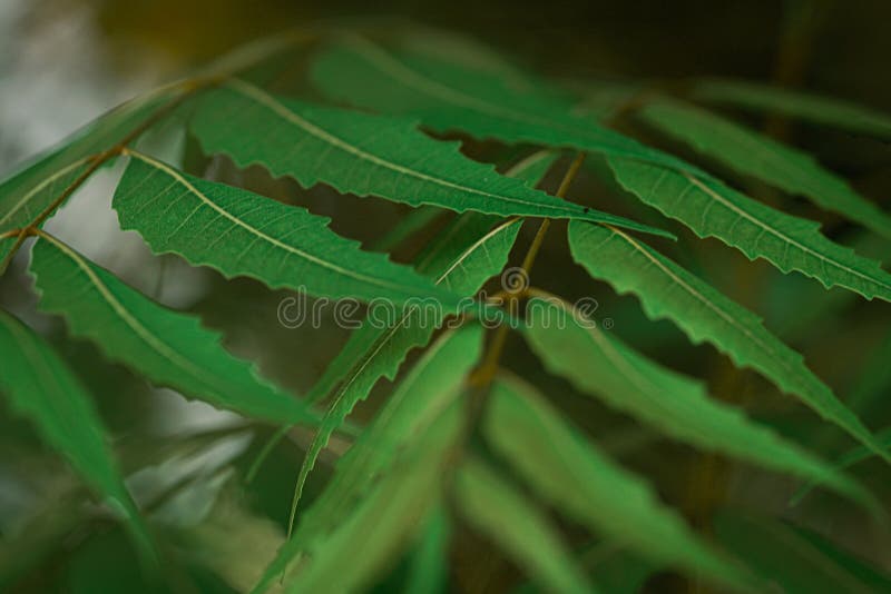 Leafs photo background stock photo. Image of background - 156886514